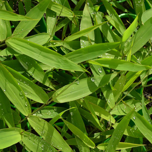 Tiger Grass | potplantheavenperth