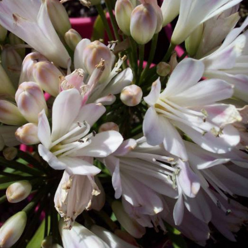 Agapanthus Snow Storm | potplantheavenperth