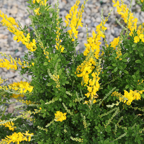 Genista Yellow Imp | potplantheavenperth