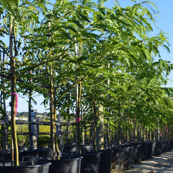 Pride of Bolivia Rosewood Tree | potplantheavenperth