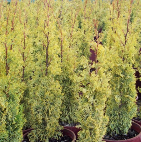 Cupressus Swanes Gold Conifer | potplantheavenperth