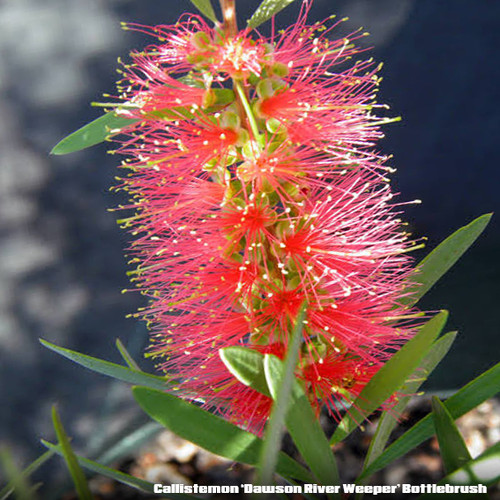 Callistemon 'Dawson River Weeper' Bottlebrush | potplantheavenperth