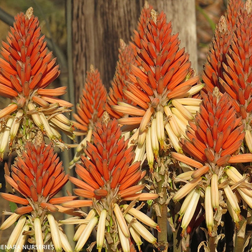 Aloe Mighty Sunset | potplantheavenperth