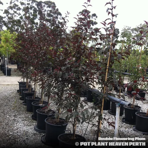 Double Flowering Plum | potplantheavenperth