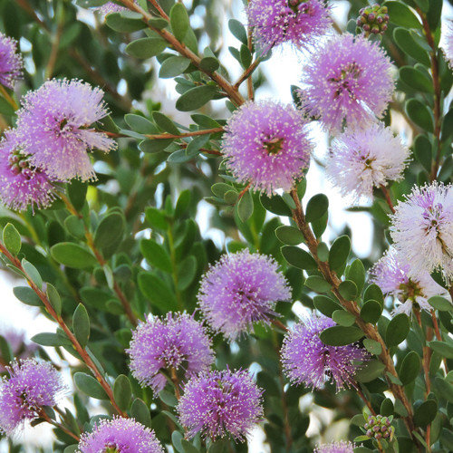 Showy Honey Myrtle | potplantheavenperth