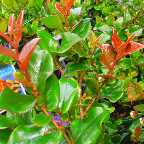 Royena Lucida | potplantheavenperth