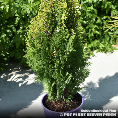 Golden Bookleaf Pine 'Thuja orientalis aurea nana' | potplantheavenperth