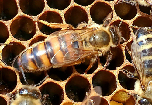 Pointer Bee Farm 5 Frame NUC with 2026 Pointer Bee Farm Queen | Pointer ...