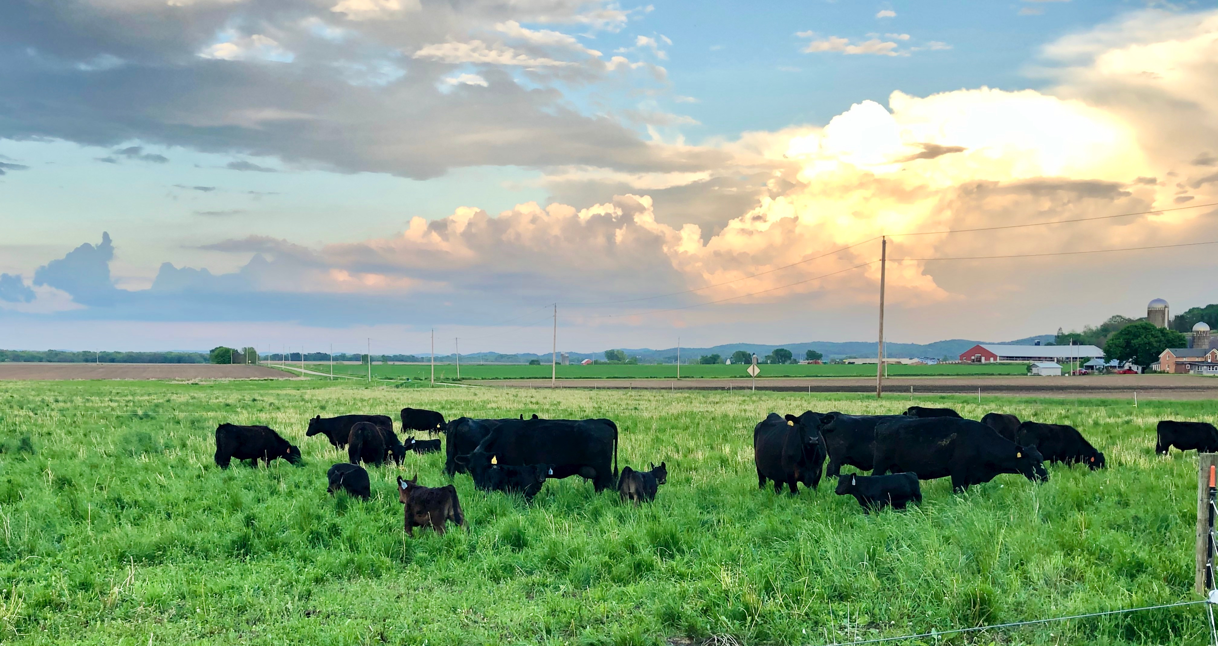 Pasture Walk | Grazing & Grassland Birds | SDG | Driftless Grasslands