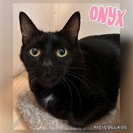 Cats for Adoption | The ANNA Shelter