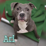 Dogs for Adoption | The ANNA Shelter