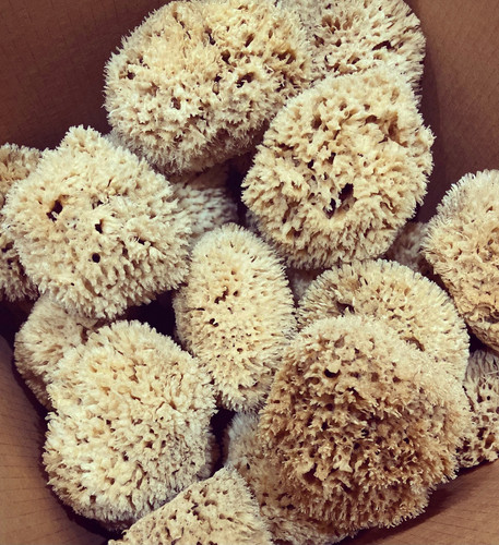 Sea Sponge | Southern Rhoades A+M