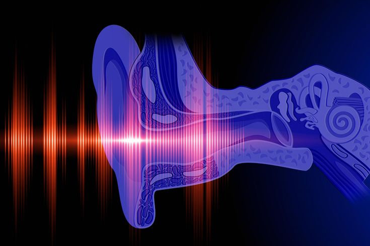 ANIMAL SENTINELS : Hearing and vision