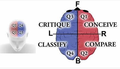 The Brain Quadrants | Beyond Personality