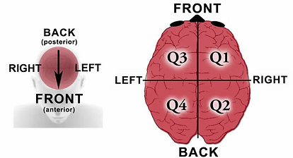 The Brain Quadrants | Beyond Personality
