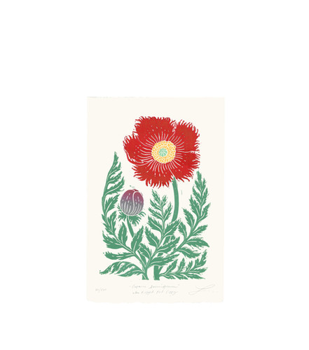 Papaver Somniferum aka Ragged Red Poppy | lili-arnold-studios