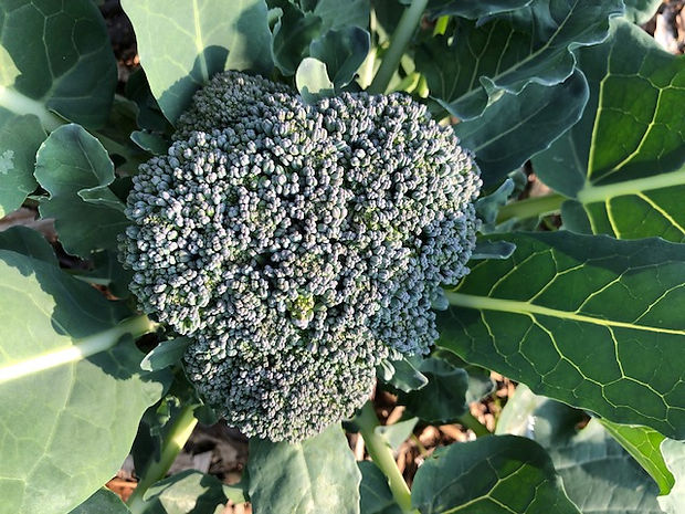 Home | Twin Spruce Farm