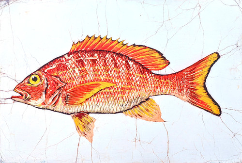 Yellow Eye Snapper, Open Print | bayfibers