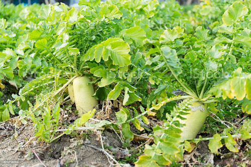 Daikon Radish | Fora Seed