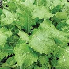 7-Top Turnip | Fora Seed