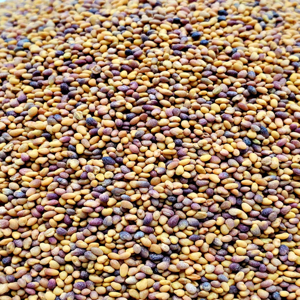 Products | Fora Seed