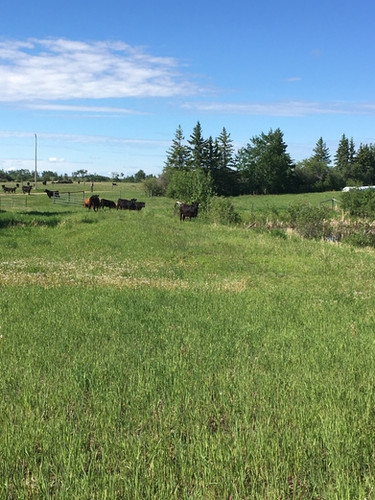 Community Pasture Mix | Fora Seed