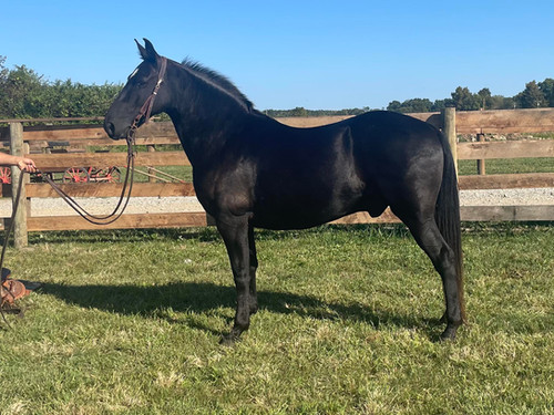 Stormy- SOLD | Brandenburg Stables
