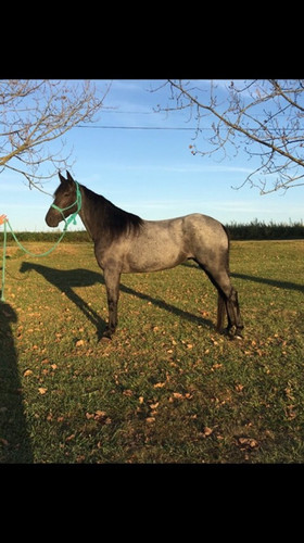 Blue Bell SOLD | Brandenburg Stables