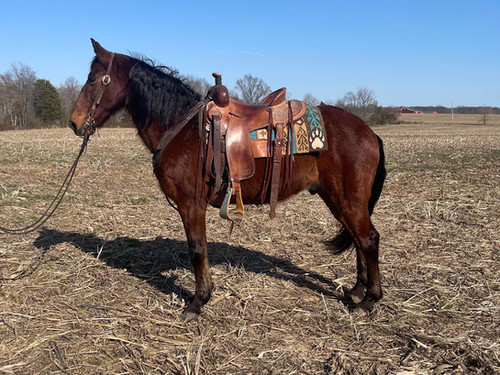 Cody- SOLD | Brandenburg Stables
