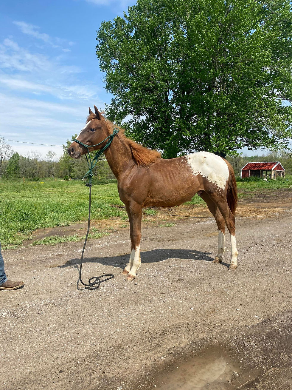 Horses for Sale | Brandenburg Stables 2/11