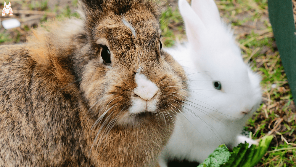 Male Rabbits vs. Female Rabbits