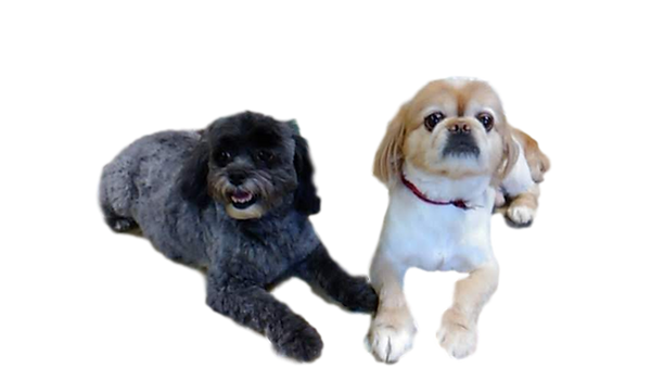 ABOUT | Embark Pet Company