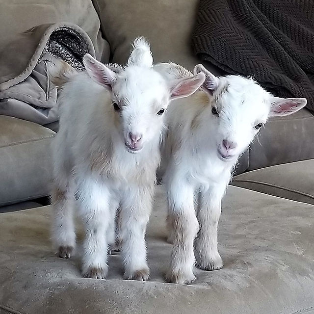 Nigerian Miniature Goats Video Of Nigerian Dwarf Goat Babies – On