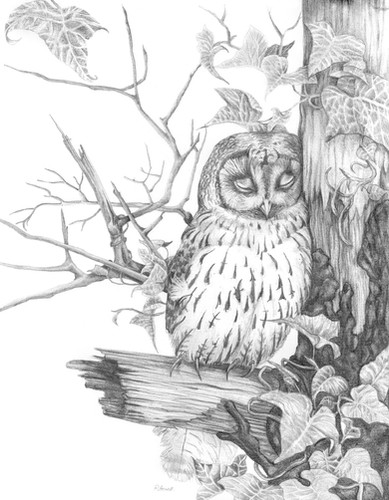 Sleepy owl | Howell & Heritage