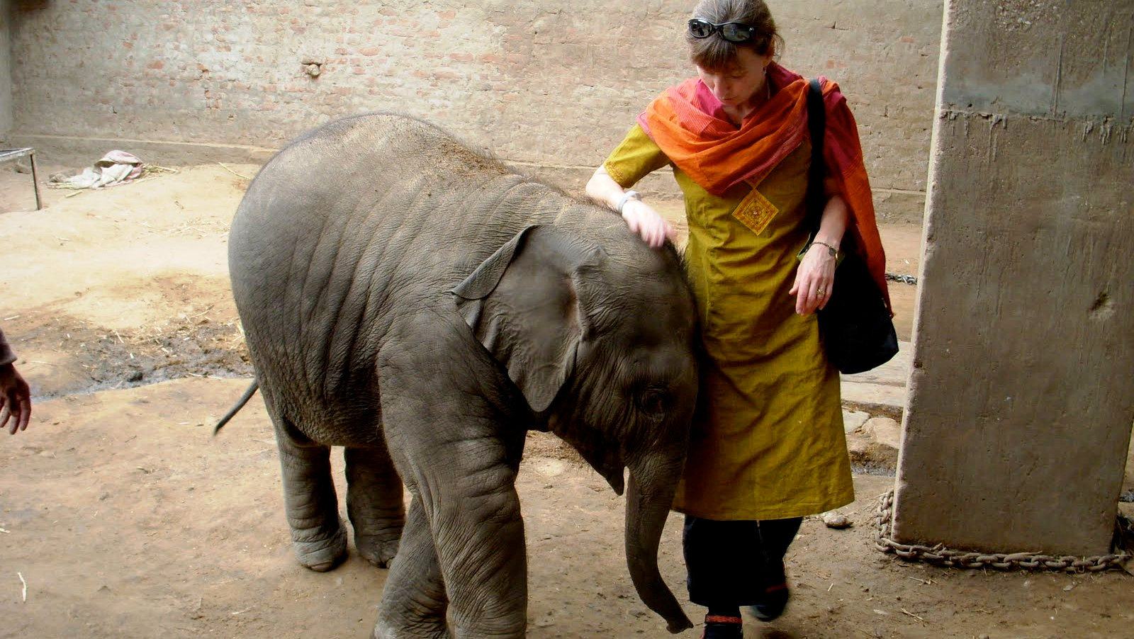 Elephant Care Volunteer Project in India | Volunteer in India