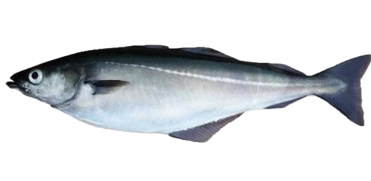 Koolvis | Vesteralenseafood