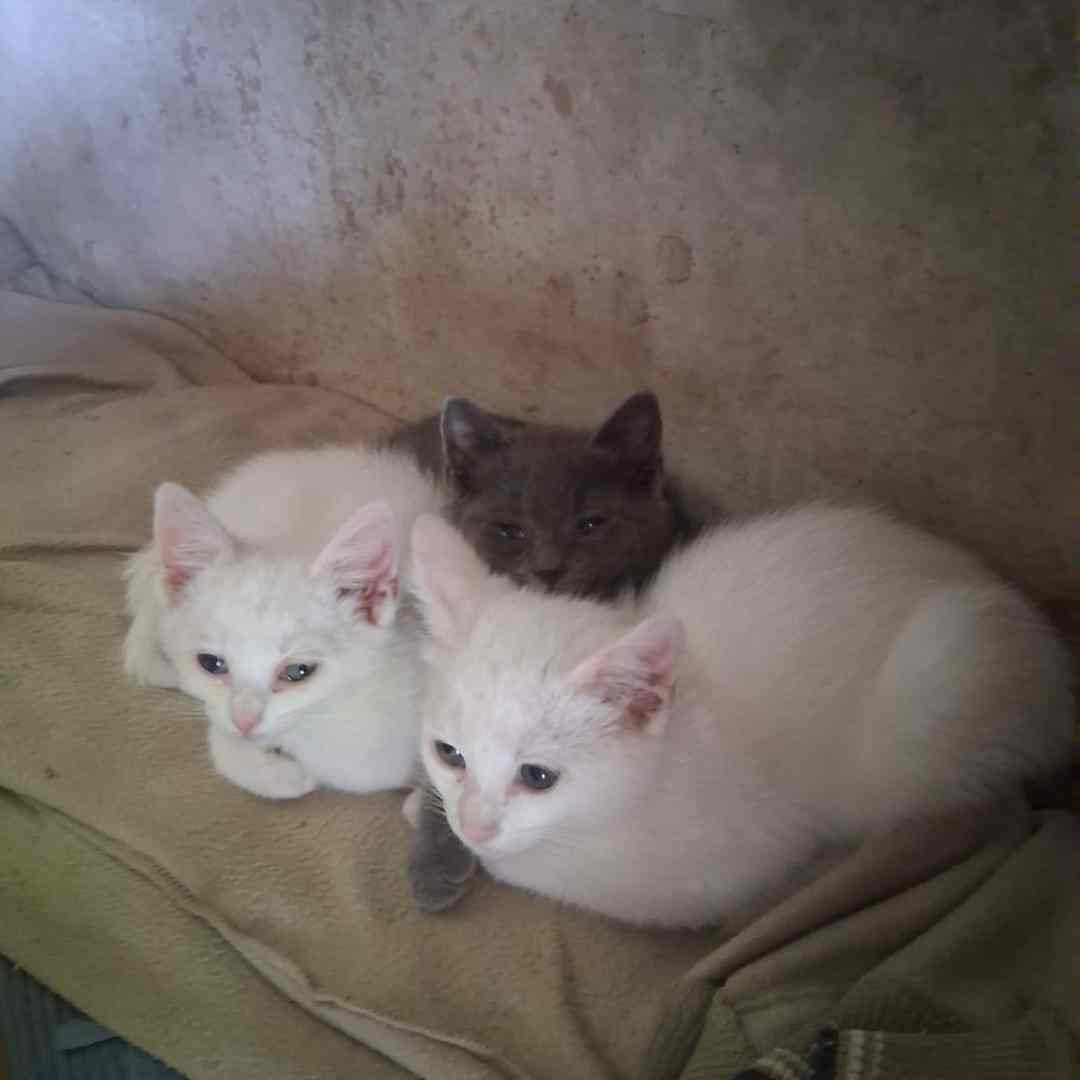 Trois chatons