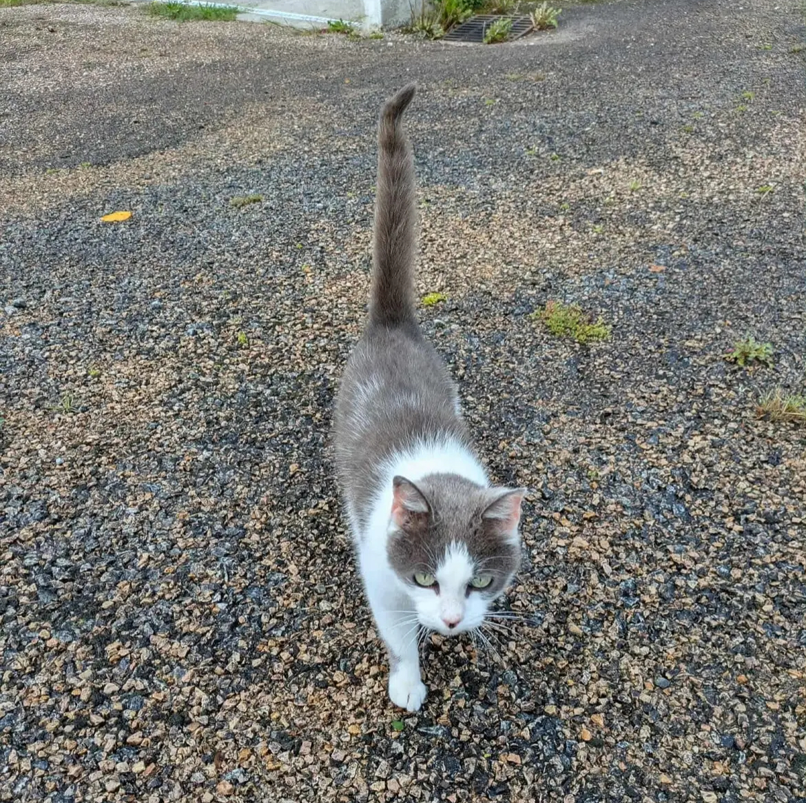 Chatte Grisette