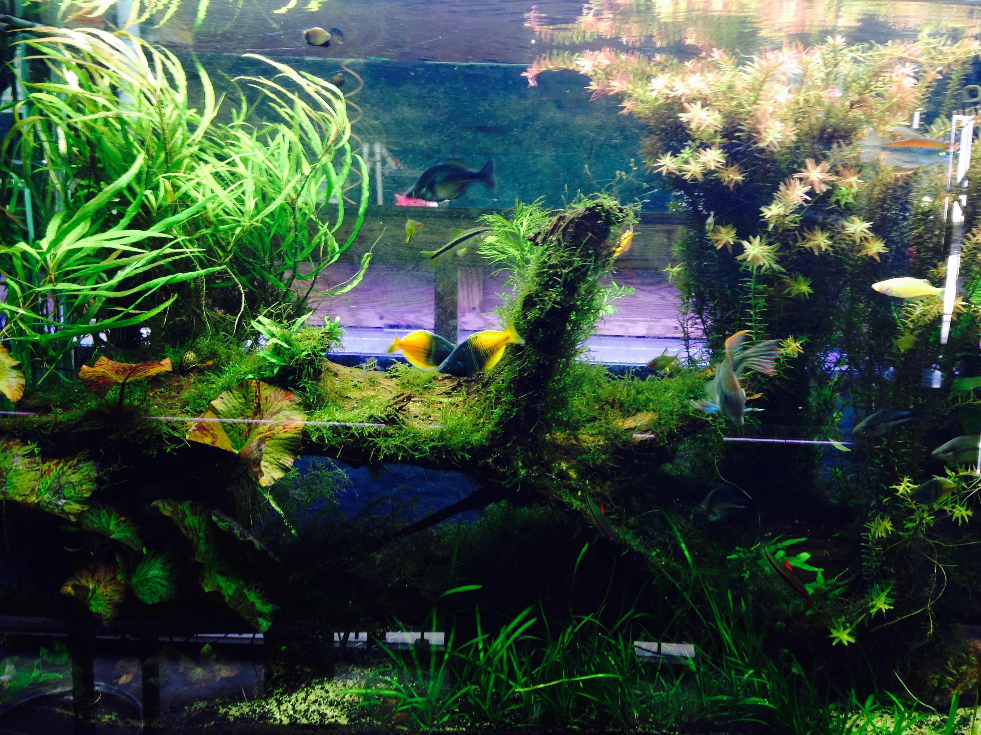 FRESHWATER TANKS | aquarium