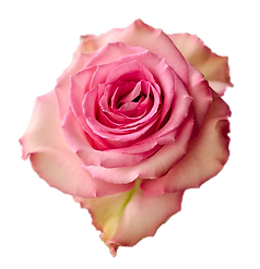 Medium Pink Roses - EQR Equatoroses