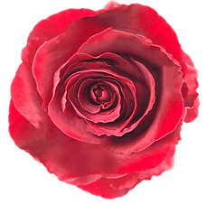 Red Roses - EQR Equatoroses