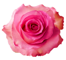 Medium Pink Roses - EQR Equatoroses
