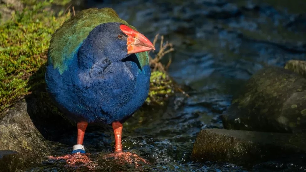 Prehistoric bird thought to be extinct returns to the wild