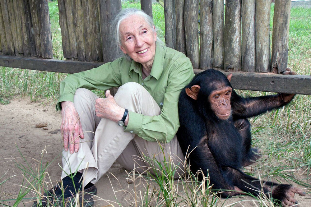 Dr. Jane Goodall Receives Prestigious 2021 Templeton Prize
