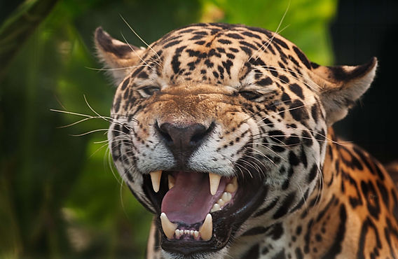 jaguar teeth