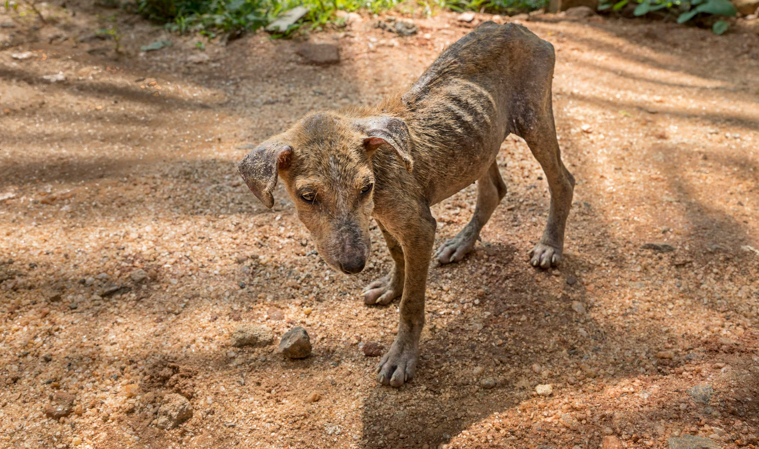 Past Fundraisers: Animal Causes | Angels Among Us Foundation