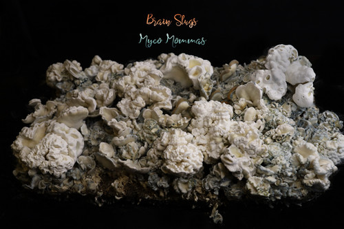 Brain Slugs - Research Genetics | Myco Mommas Merch