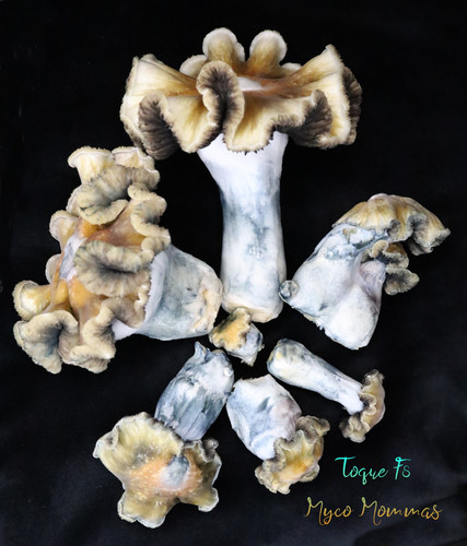 Toque F9 - Research Genetics | Myco Mommas Merch