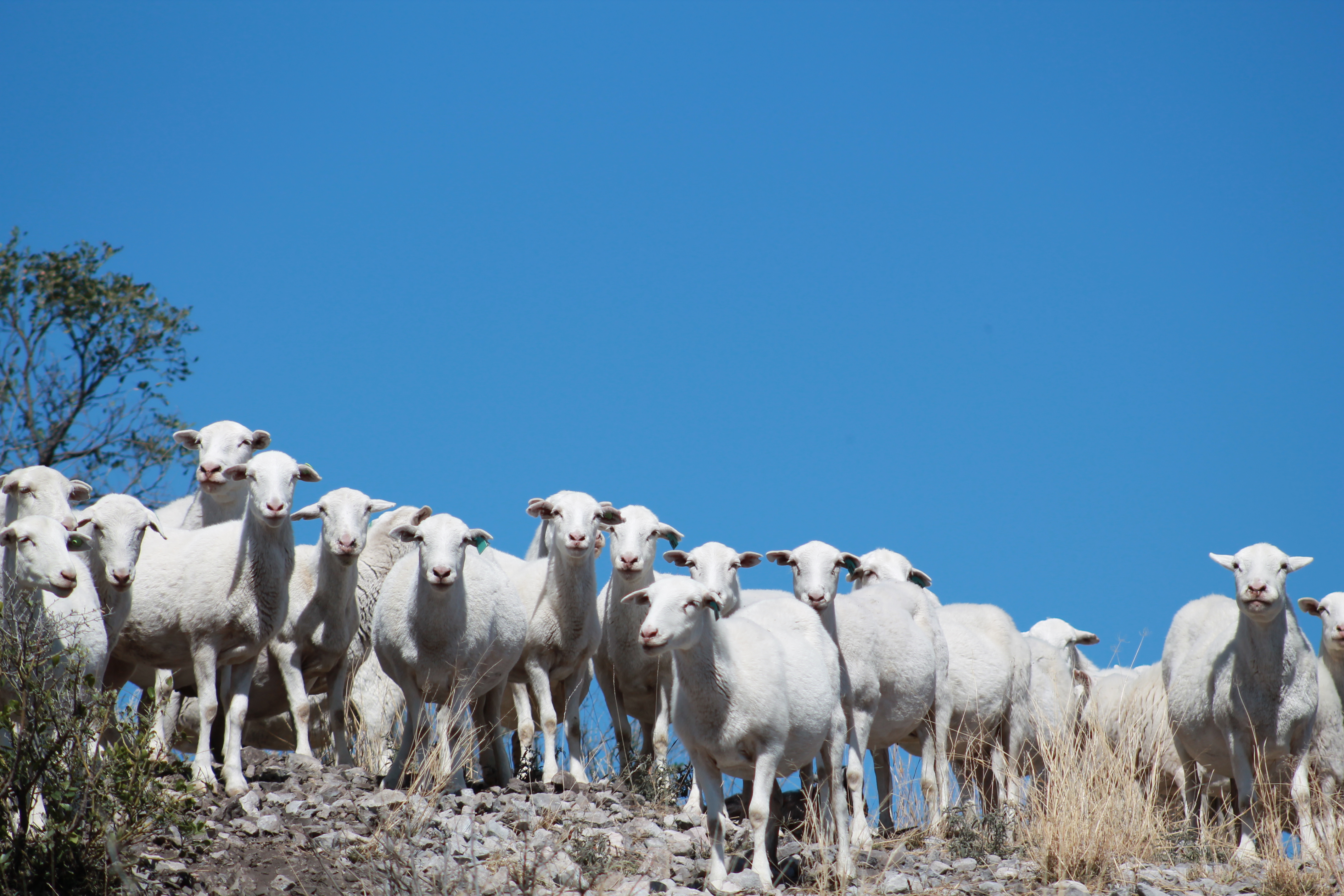 Hudspeth River Ranch-100% All Natural Lamb & Goat-Hunting Devils River