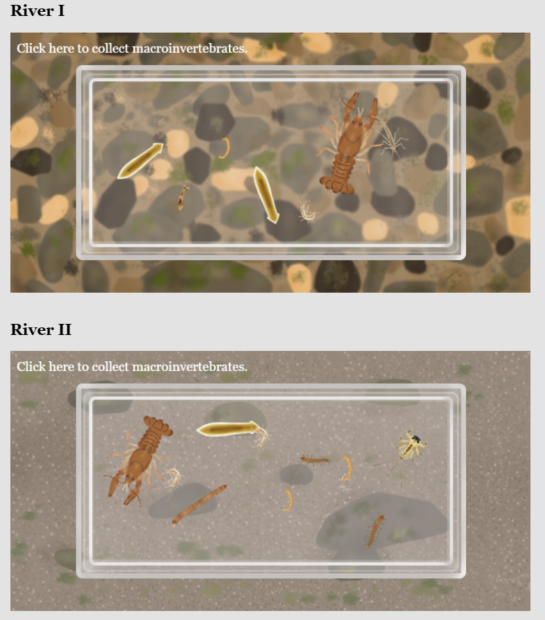 Using macroinvertebrates as bioindicators